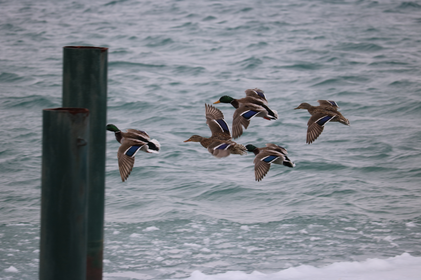 Northern Fowl - Northern Fowl Co.