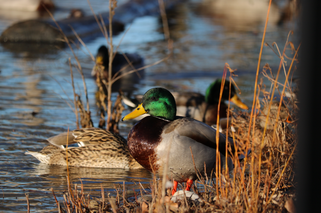 Duck Hunting - Northern Fowl Co.